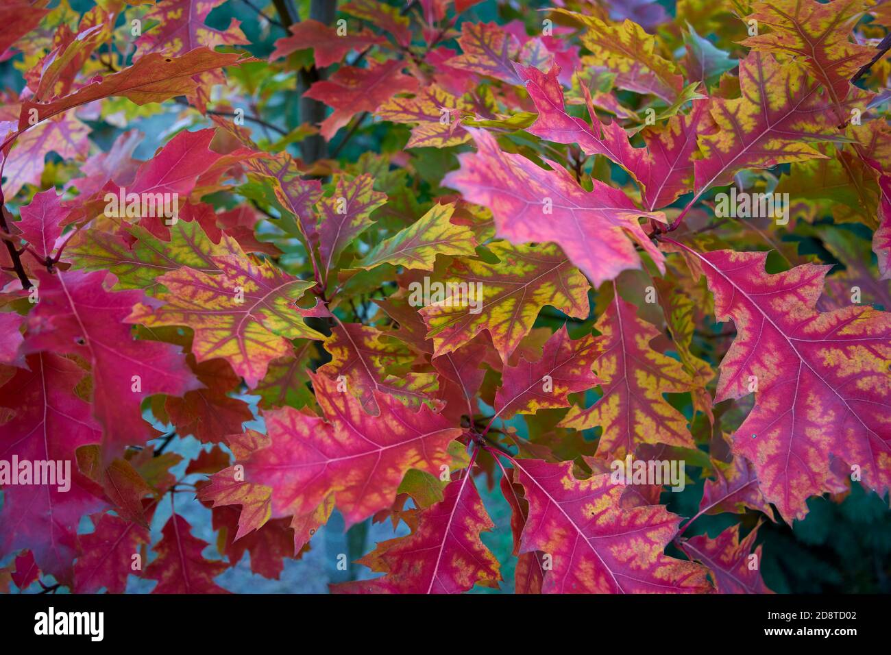 Trees with discolored leaves hi-res stock photography and images - Alamy