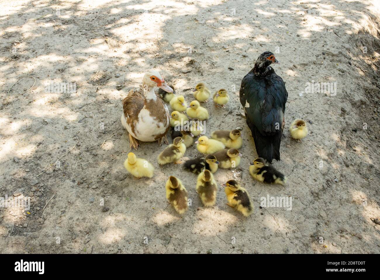 Mother duck with her ducklings. There are many ducklings following the ...