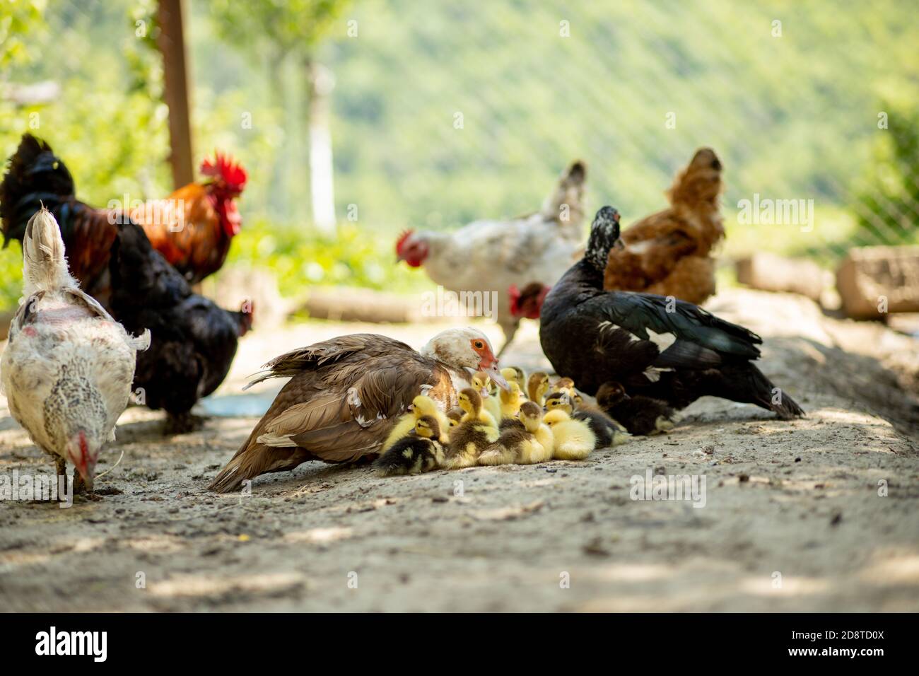 Mother duck with her ducklings. There are many ducklings following the ...