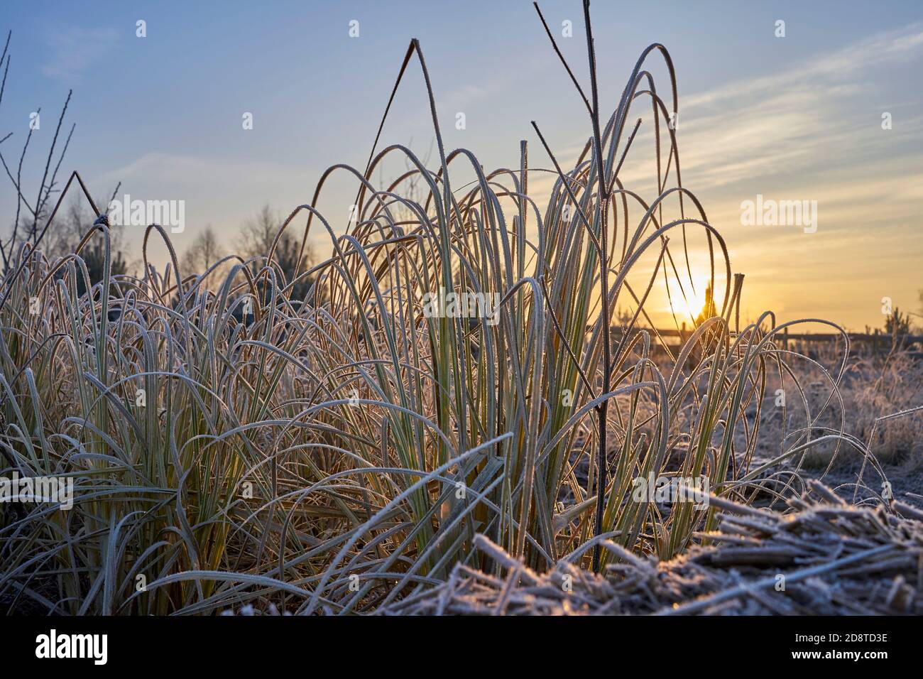 Frosted crop hi-res stock photography and images - Alamy