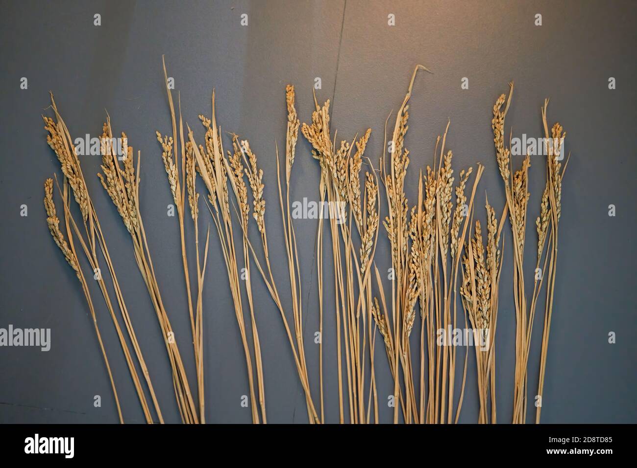 Cloudy gray food background hi-res stock photography and images - Alamy