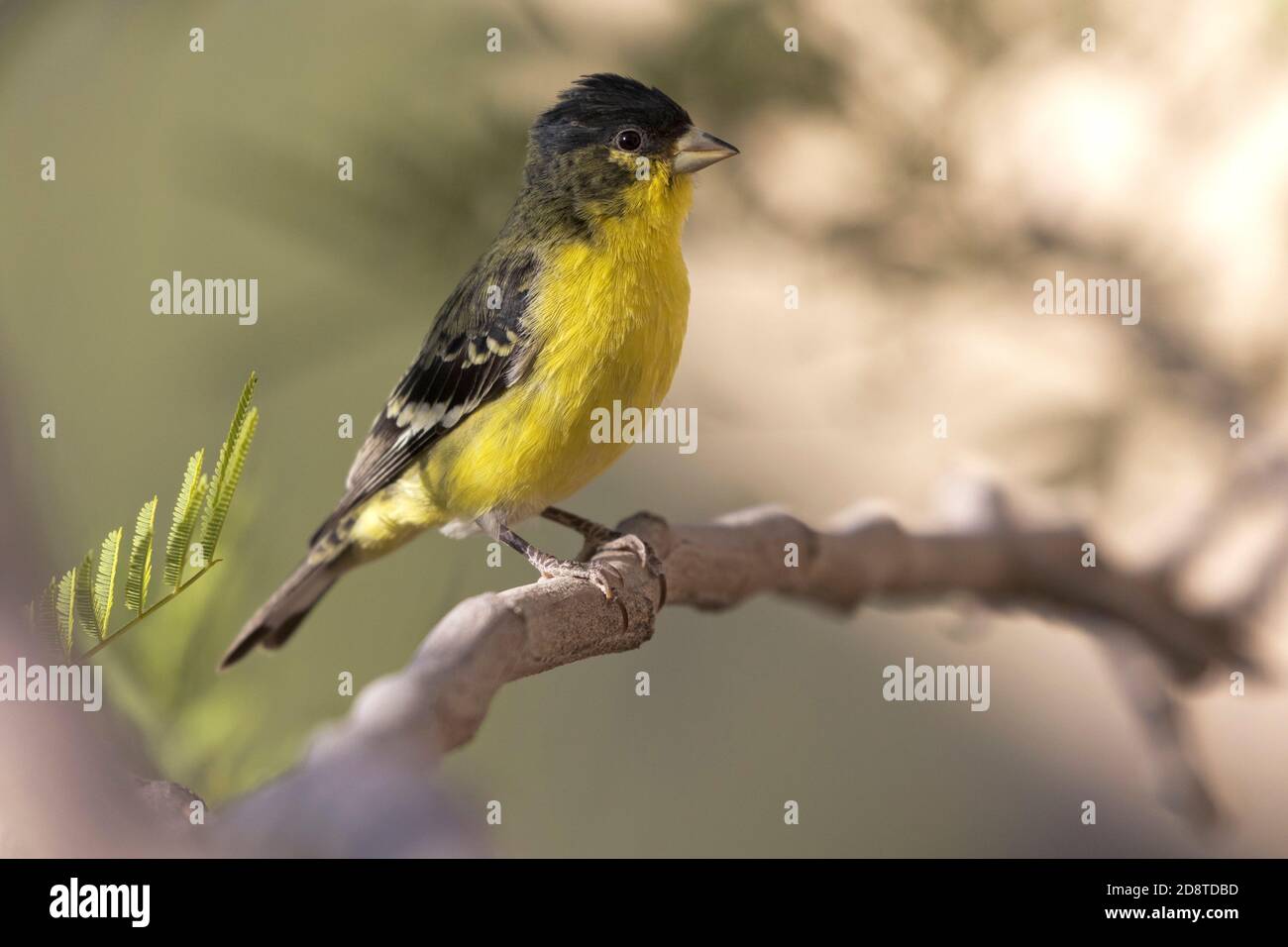Black and yellow of Lesser Goldfinch is vivid desert color in Tucson ...