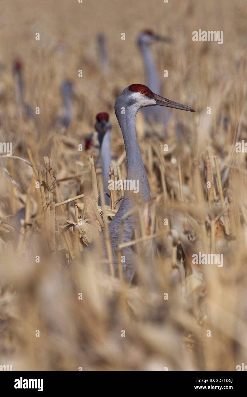 Sandhill Cranes New Corn Field High Resolution Stock Photography and ...