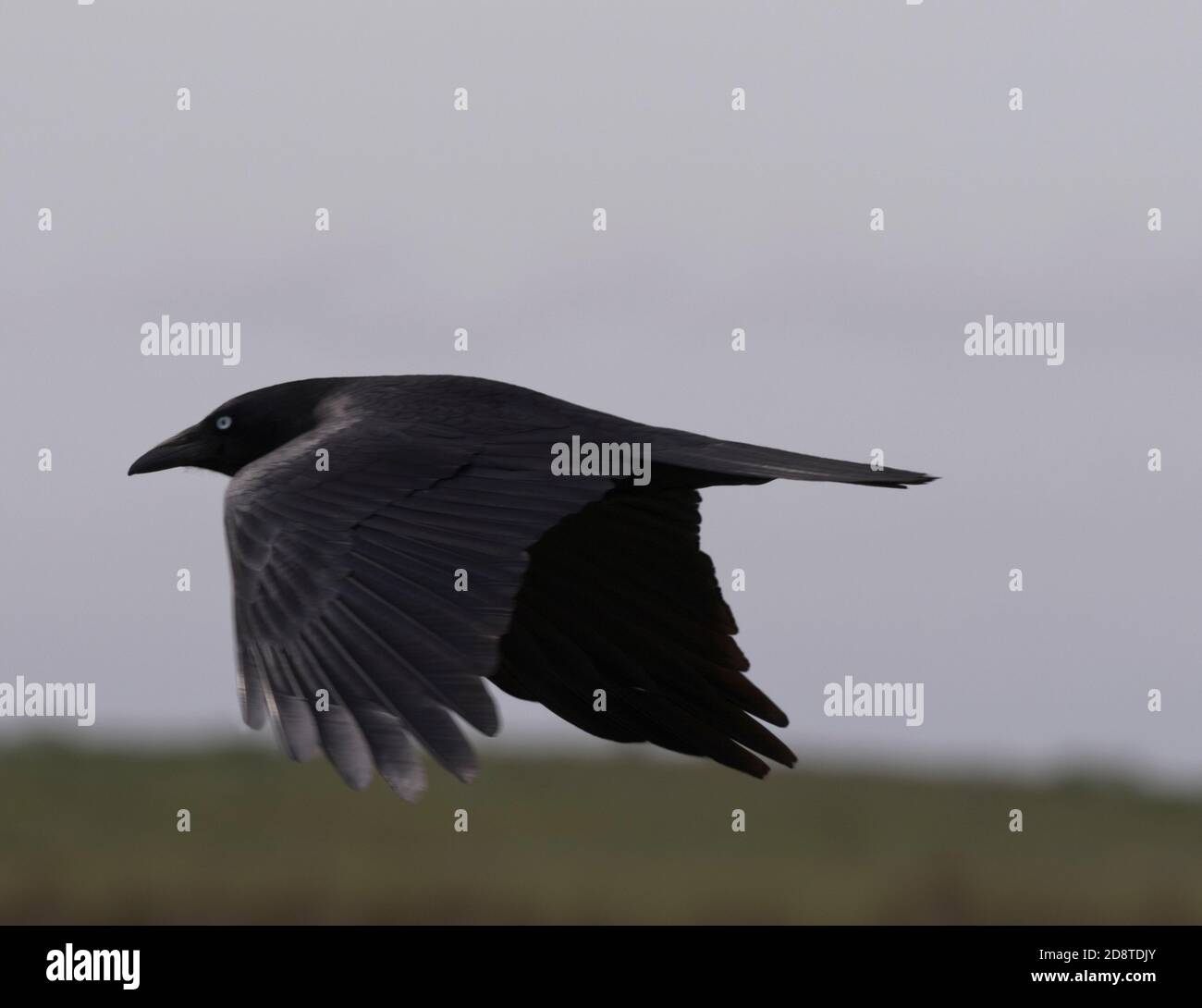 Immature Australian Raven in swift flight in Western Australia at Cape ...