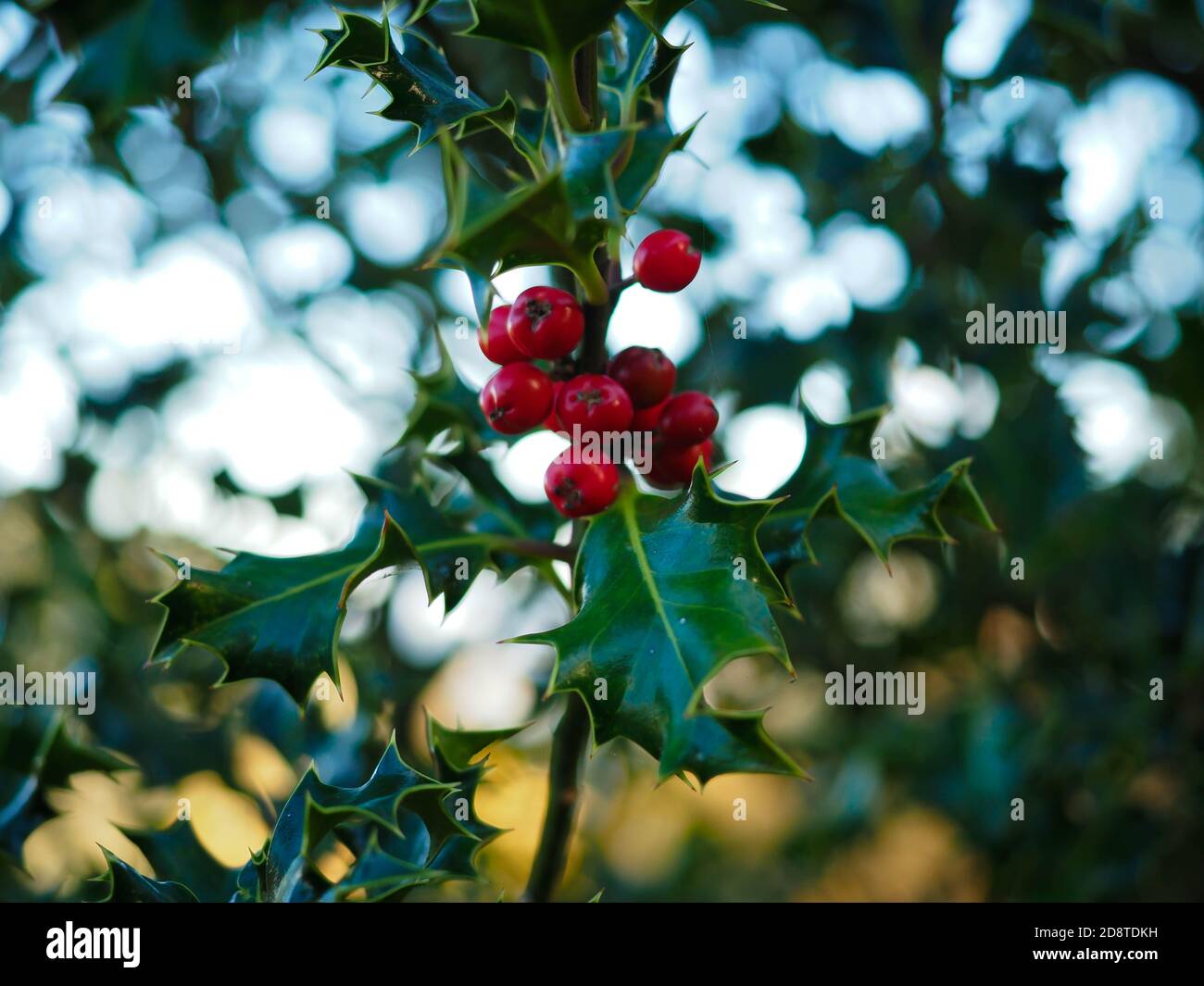 Bunch beautiful ripe red holly hi-res stock photography and images - Alamy