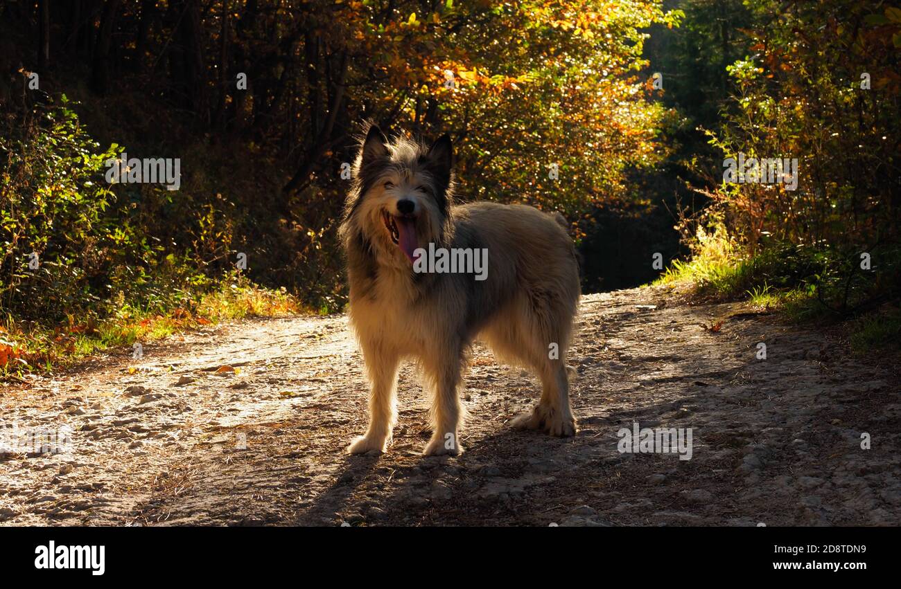 little brown dog in a mountain road in autumn Stock Photo - Alamy