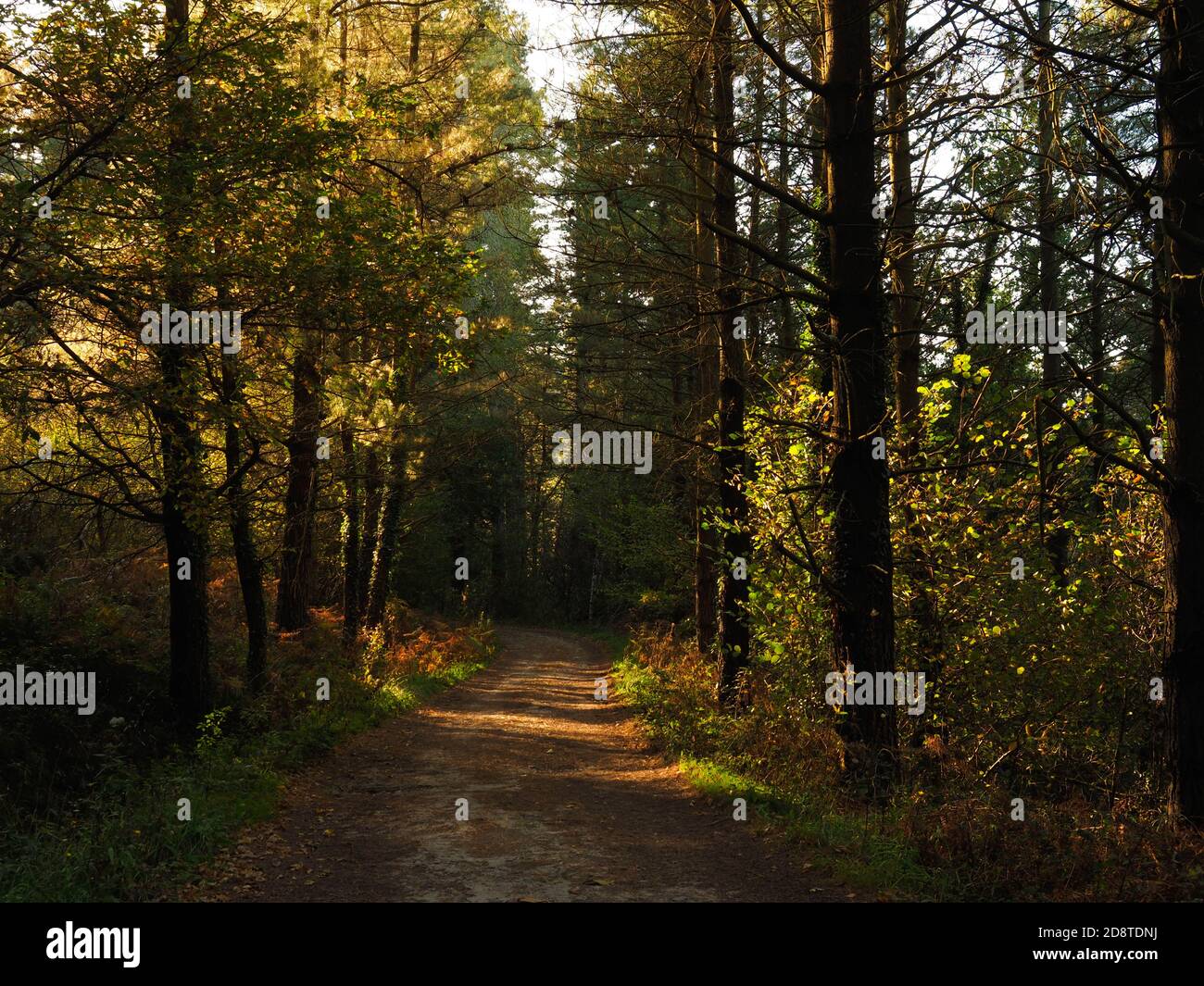 mountain road in the forest in autumn Stock Photo - Alamy