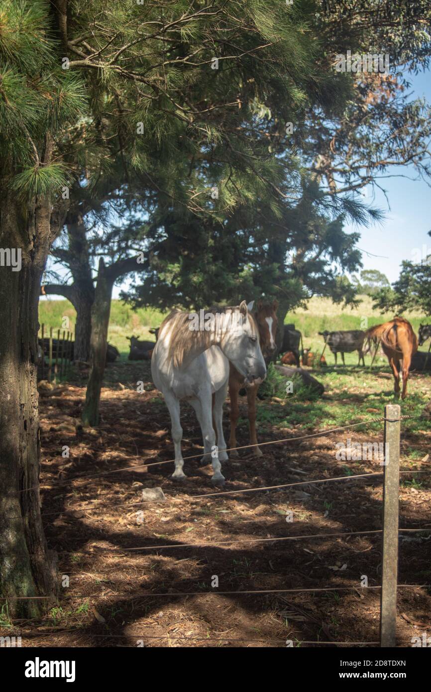 Horse farm in the shadow Stock Photo - Alamy