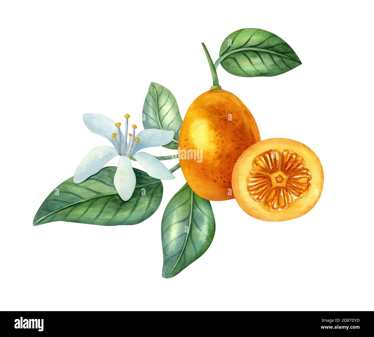 Watercolor fruit composition with kumquat, flower, and leaves. Bright ...