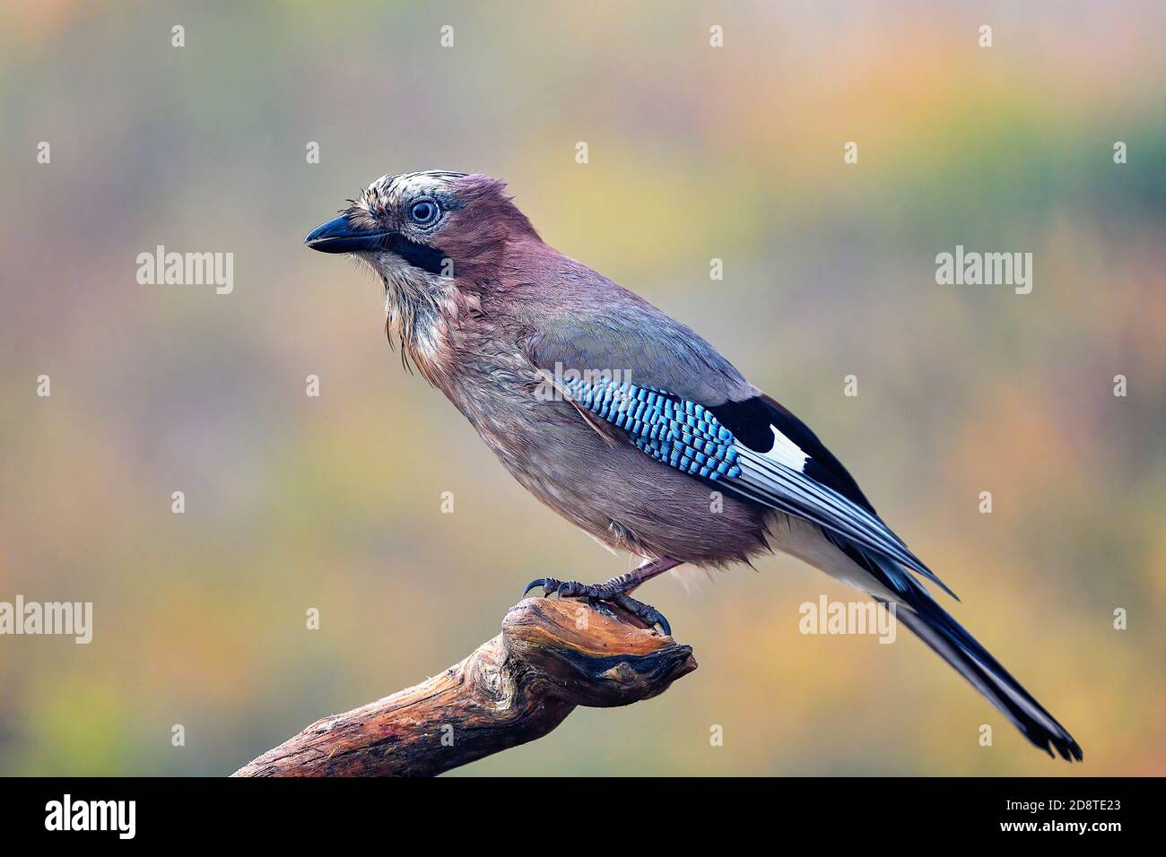 Jay High Resolution Stock Photography and Images - Alamy