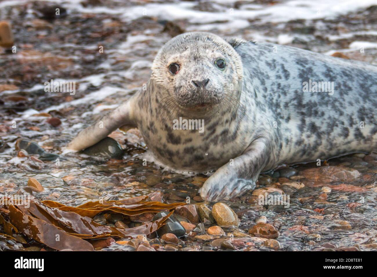 Seal eye hi-res stock photography and images - Alamy