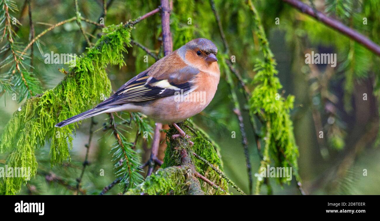 Rust red chaffinch hi-res stock photography and images - Alamy
