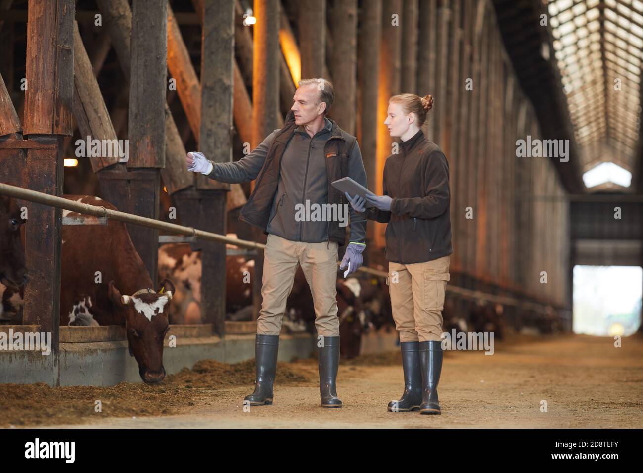 Man milk cow hi-res stock photography and images - Alamy