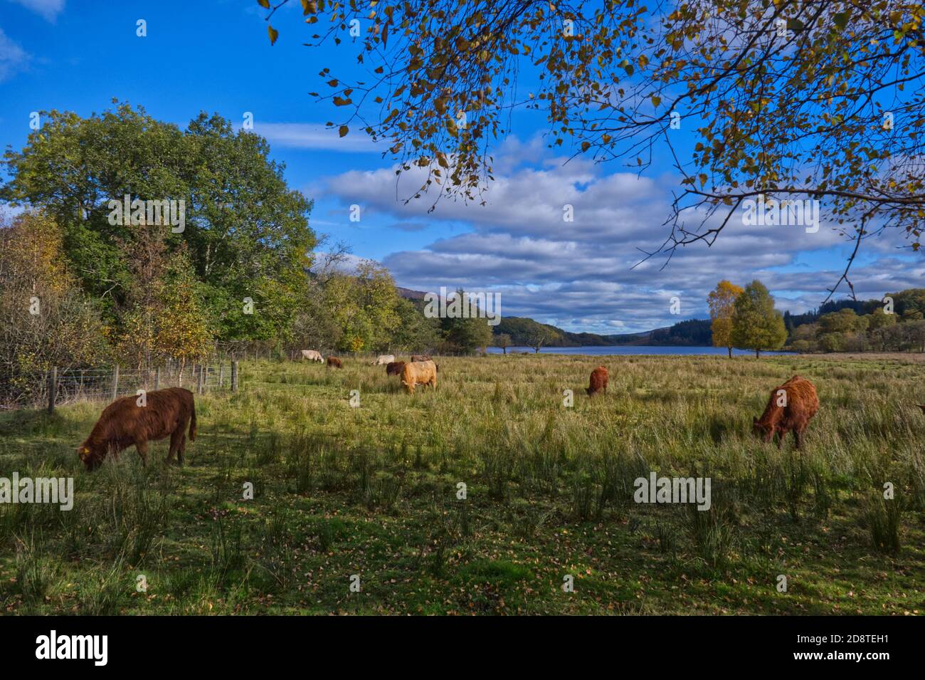 Different coloured highland cows hi-res stock photography and images ...