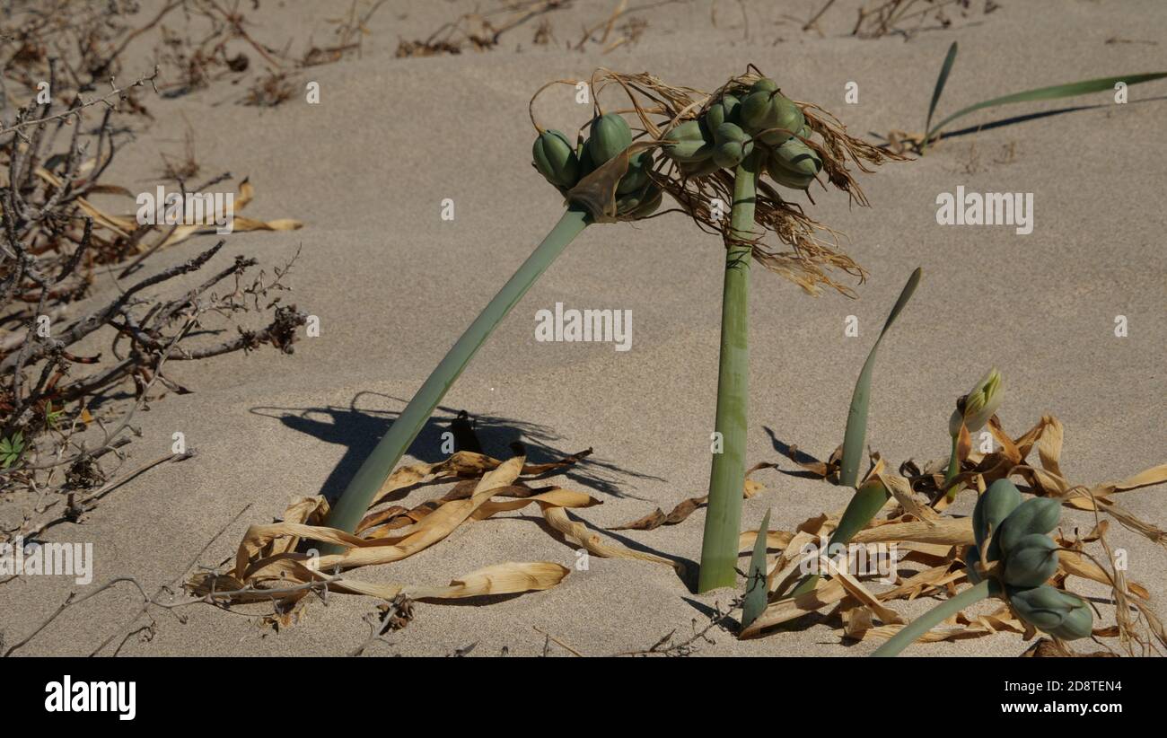 Closeup of plants in the sands on the beach Stock Photo - Alamy