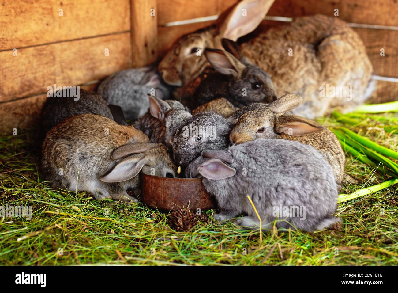 Little rabbits eat from the same feeder. Friendly family Stock Photo ...