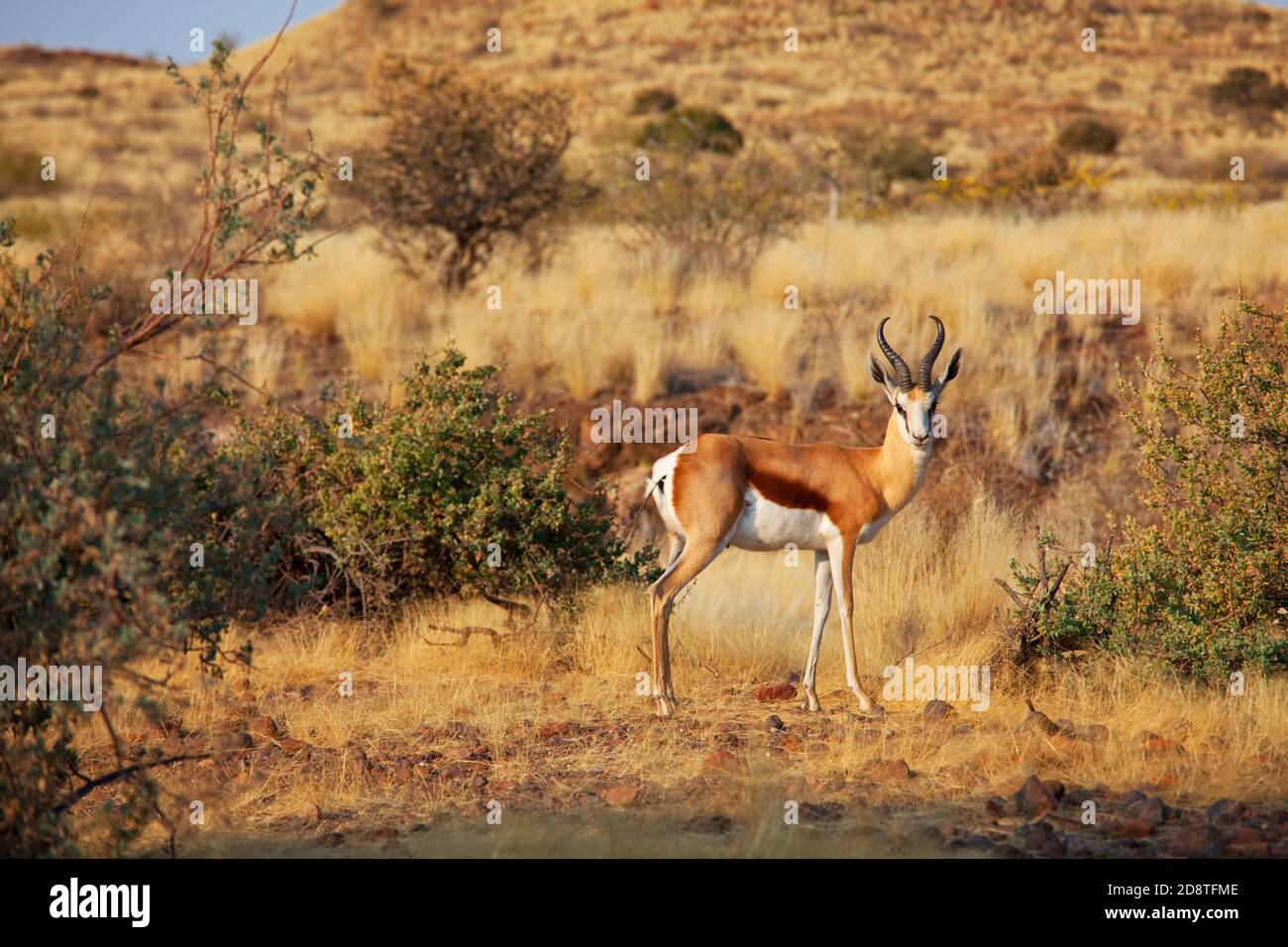 The springbok (Antidorcas marsupialis) in the african bush, Namibia ...