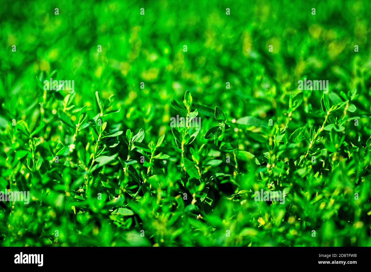 Natural background. Green grass close up. Blank backdrop for ...