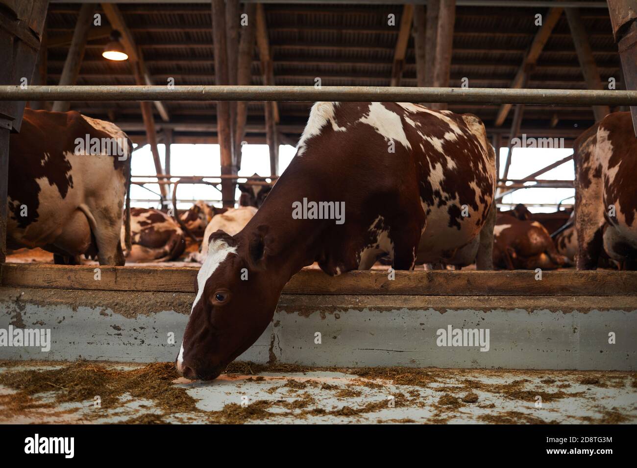 Healthy cow hi-res stock photography and images - Alamy