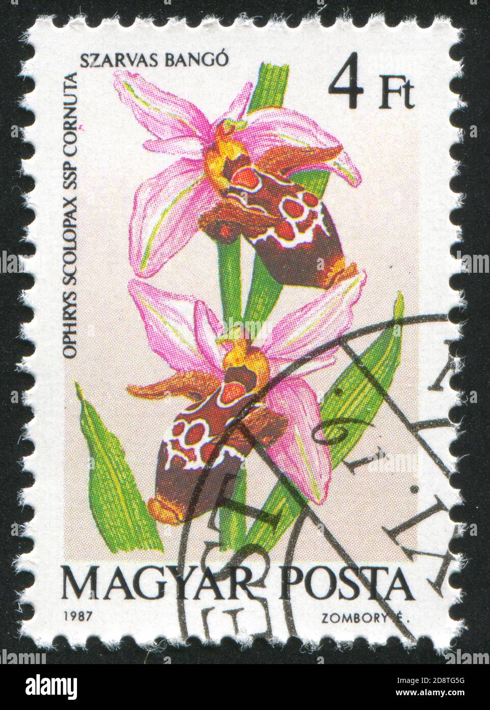 HUNGARY - CIRCA 1987: stamp printed by Hungary, shows flower, Ophrys ...