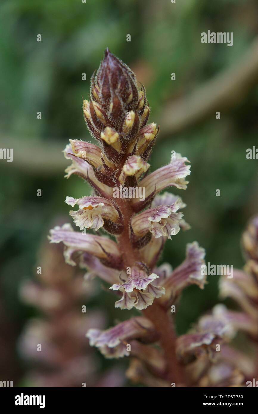 Broomrape hi-res stock photography and images - Alamy