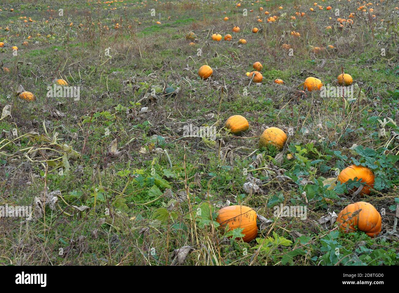 Thanksgiving background seasonal fruits hi-res stock photography and ...