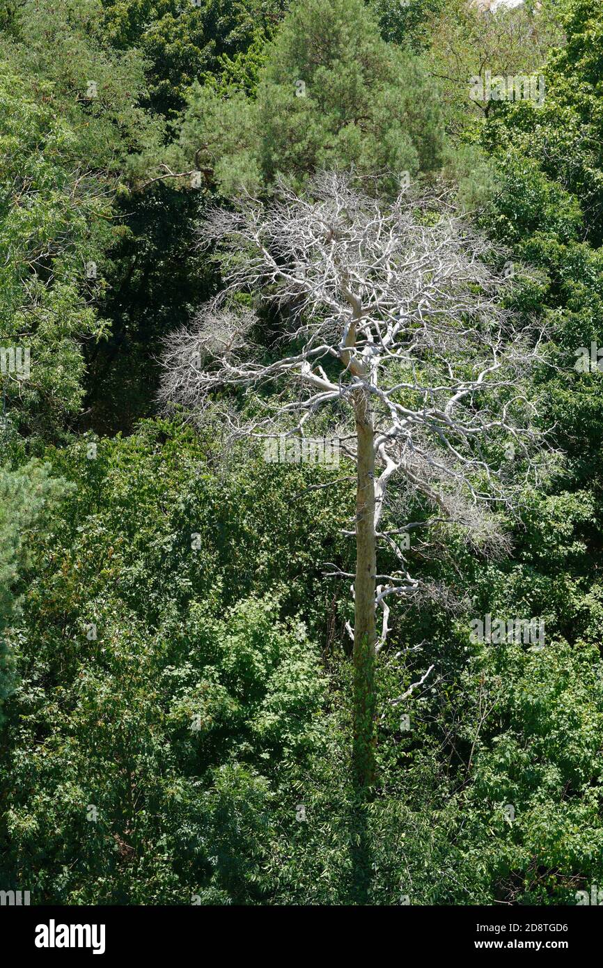 Meaning trees hi-res stock photography and images - Alamy