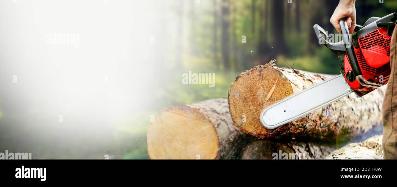 Woodcutter saws tree with chainsaw on sawmill. Close up man is cutting ...