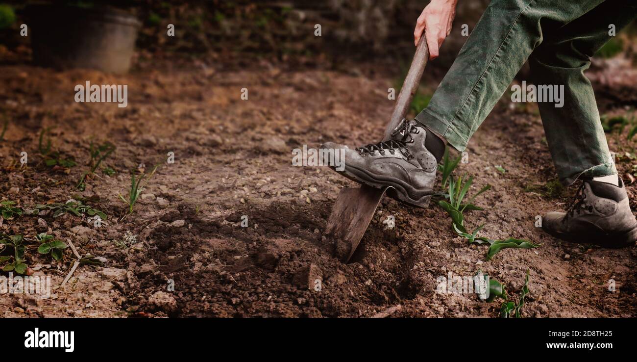Man dig a soil with shovel in the garden. Agricultural work. Preparing ...