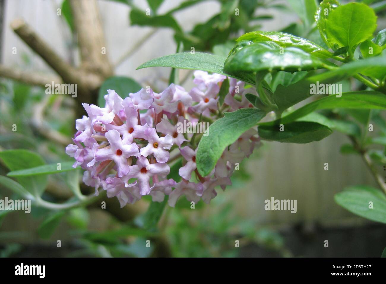 Buddlejaceae hi-res stock photography and images - Alamy
