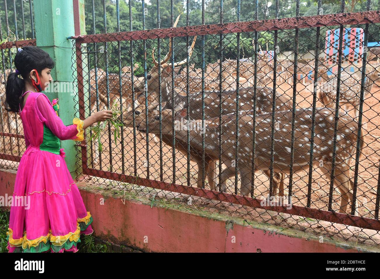 Dhaka. 1st Nov, 2020. A child feeds deer at the Bangladesh National Zoo ...