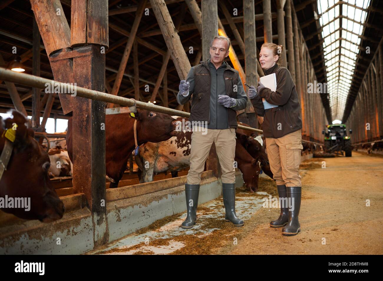 Full length portrait of two farm workers pointing at cows in shed and ...