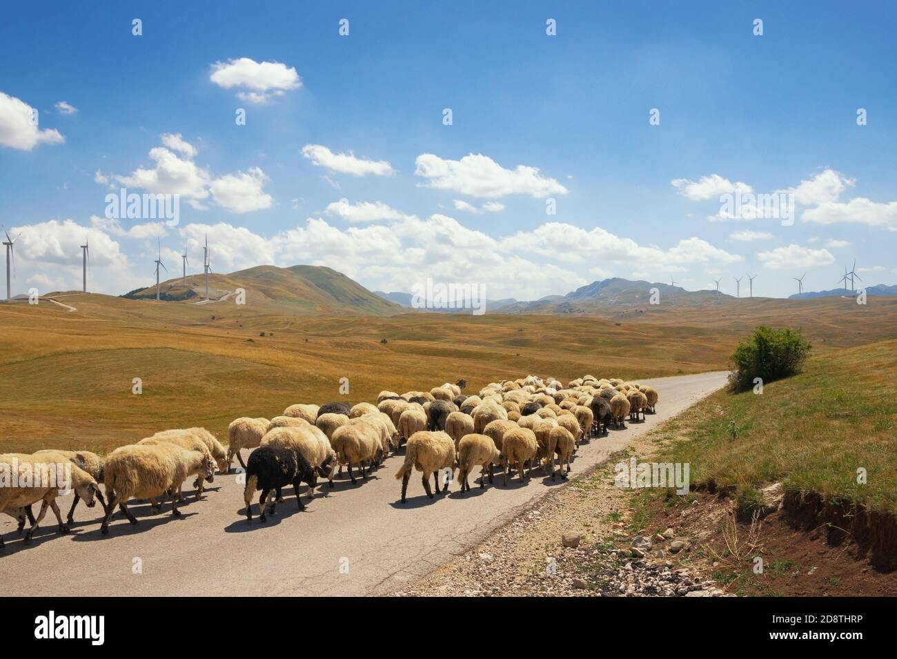 Mountain landscape with a herd of sheep walking along the road and ...