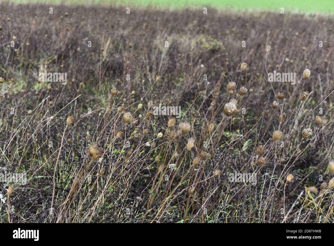 Bladder sedge hi-res stock photography and images - Alamy