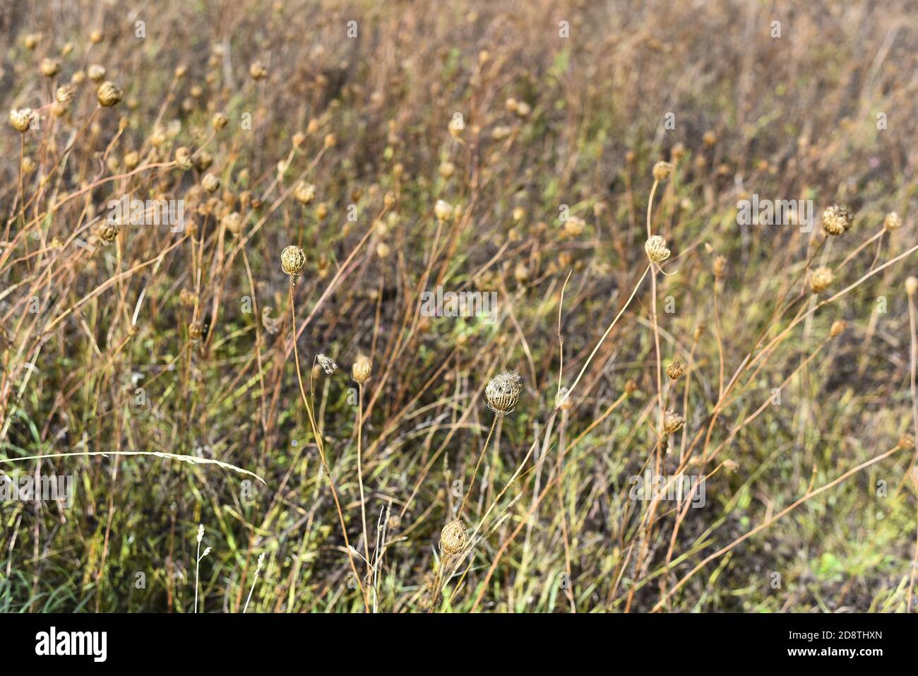 Bladder sedge hi-res stock photography and images - Alamy