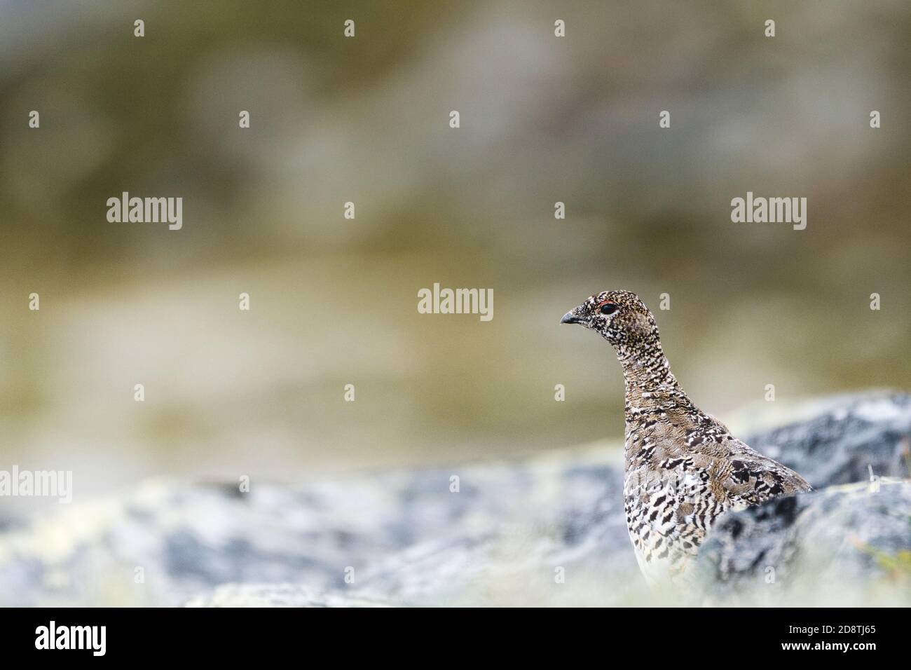 National bird of norway hi-res stock photography and images - Alamy