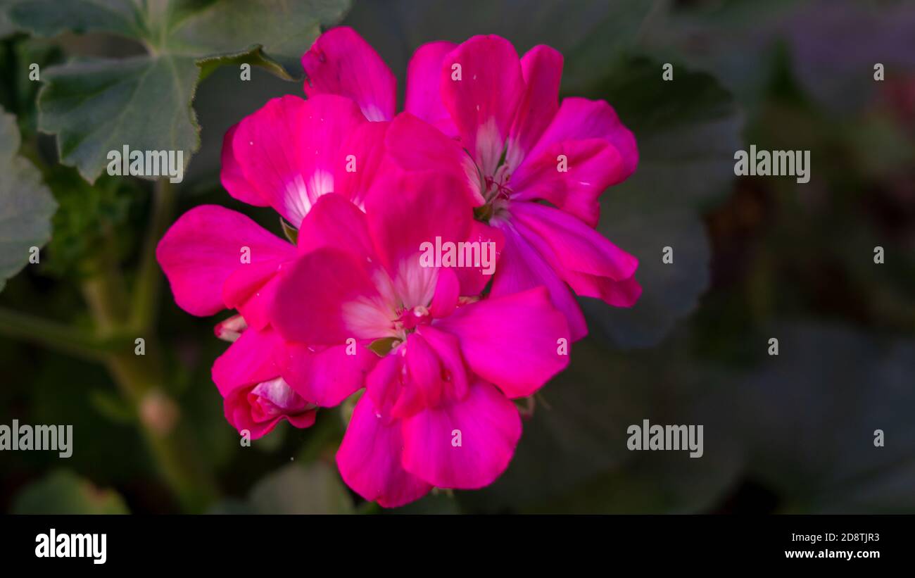 Pink Geranium Garden High Resolution Stock Photography and Images - Alamy