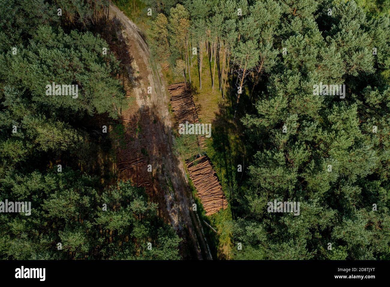 Felling a tree. Wooden logs from a pine forest. Forest of pine and ...