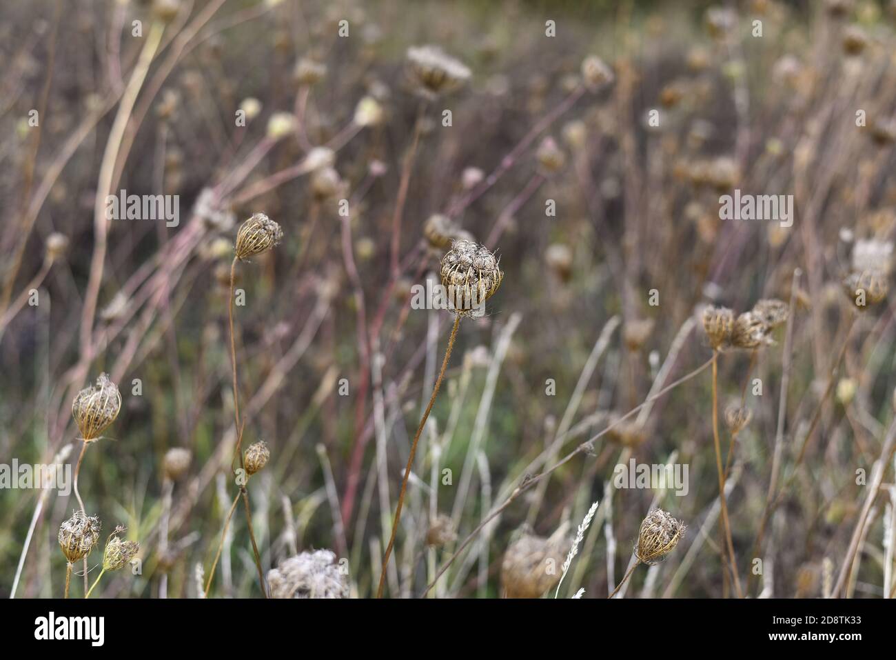 Bladder sedge hi-res stock photography and images - Alamy