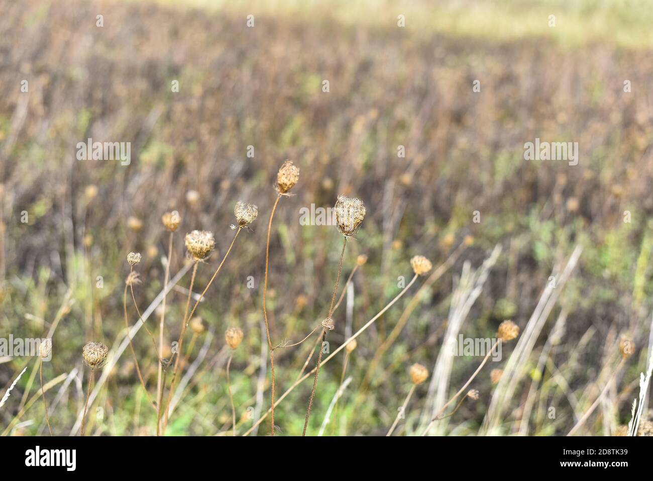 Bladder sedge hi-res stock photography and images - Alamy