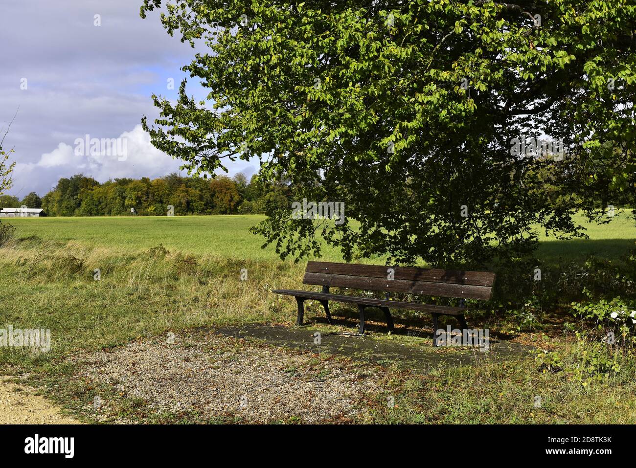 Outdoor bench under a big green tree Stock Photo - Alamy