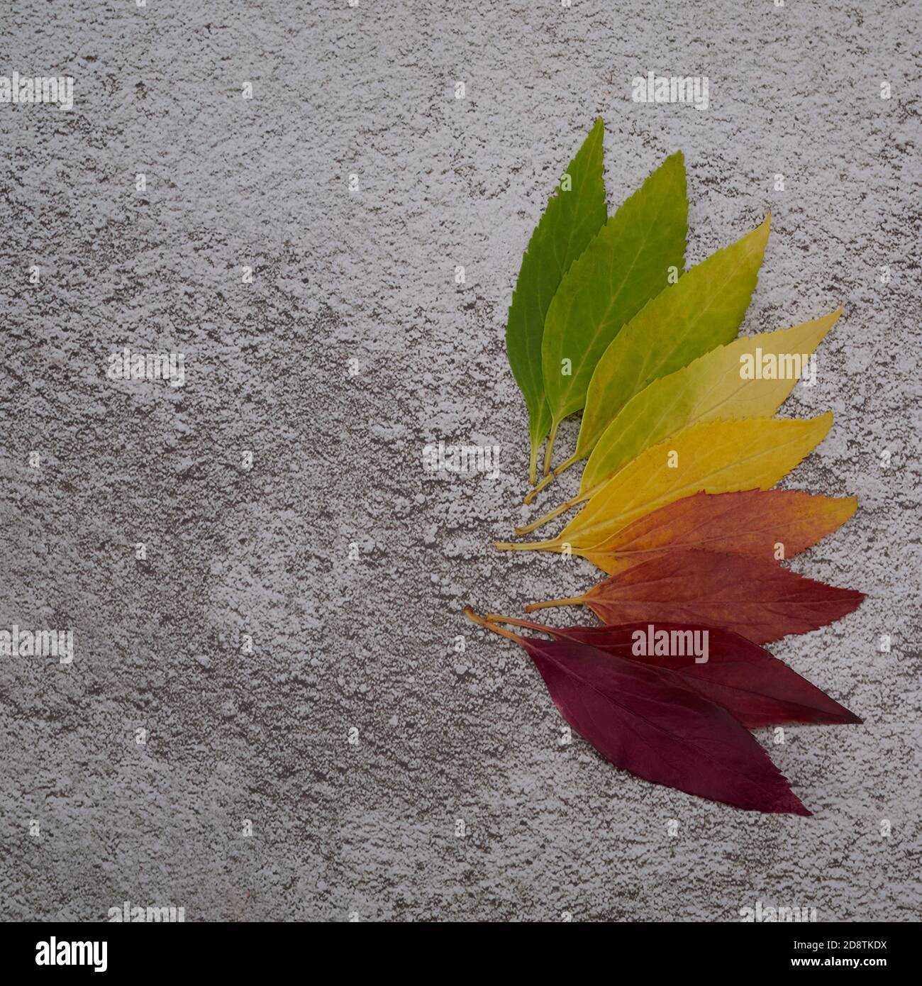Autumn leaves rainbow color gradient. Autumn season change concept ...