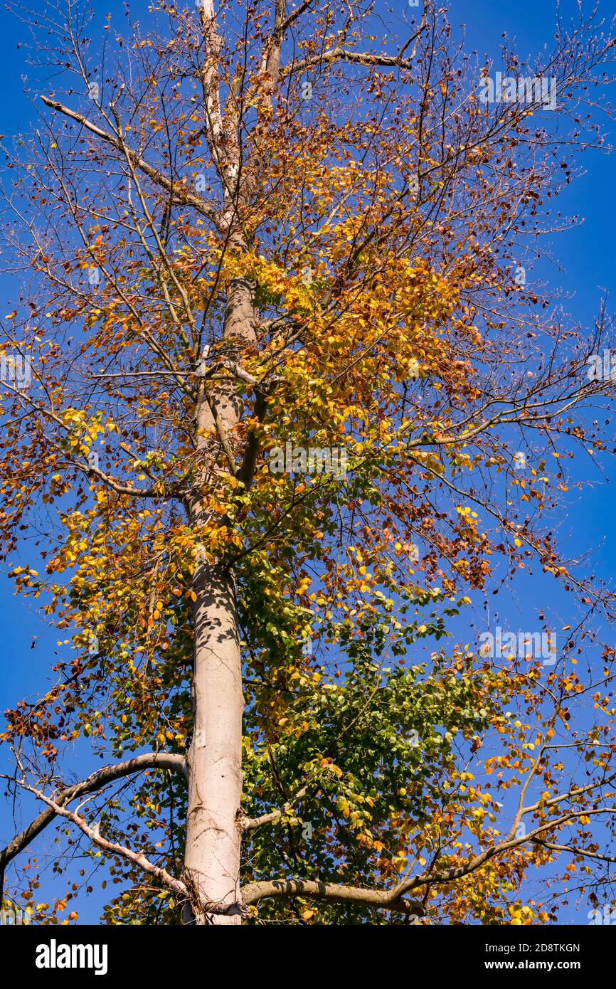Autumn color of the leaves on a tree in the German forest Stock Photo ...