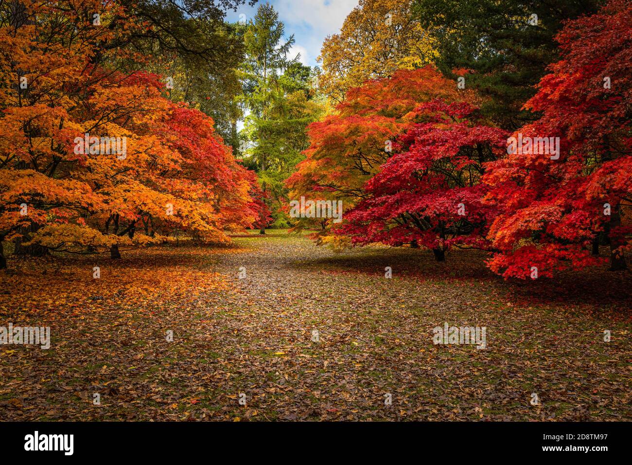 Purple leaf japanese maple hi-res stock photography and images - Alamy