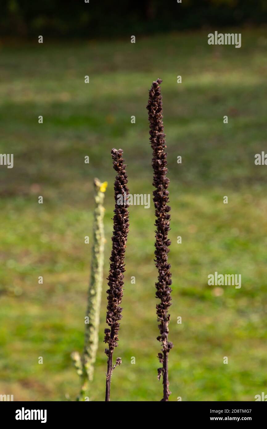 Beginning and end, two dry and dead mullein and one blooming one during ...