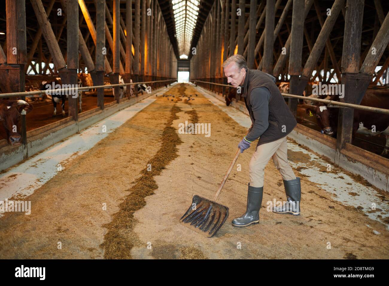 Wide angle side view at mature farm worker cleaning cow shed while ...