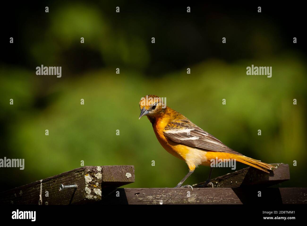 Oriole flying hi-res stock photography and images - Alamy