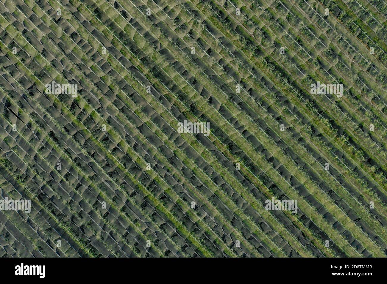 Aerial view of apple orchard. Large apple plantation Stock Photo - Alamy