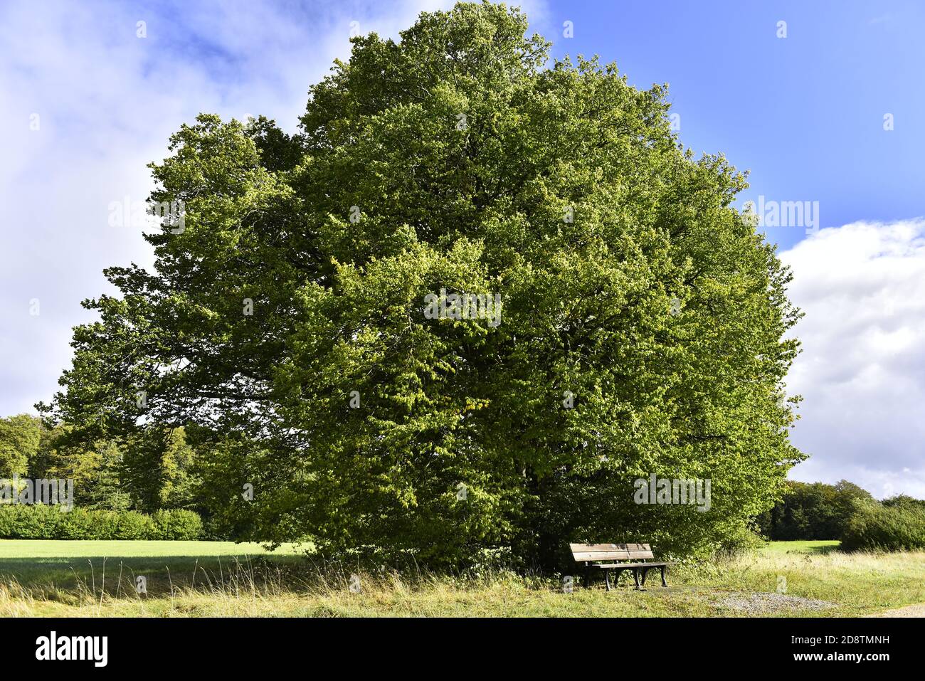 Outdoor bench under a big green tree Stock Photo - Alamy