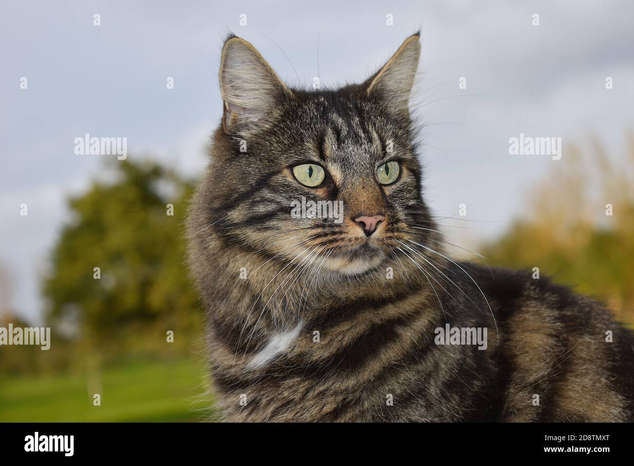 The Siberian is considered to be the national cat of Russia. It is an ...